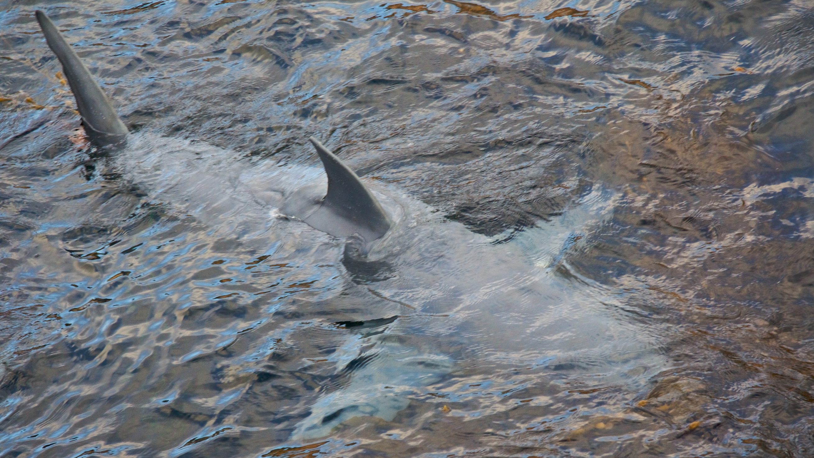 Sharkbite Beach - Discovery UK