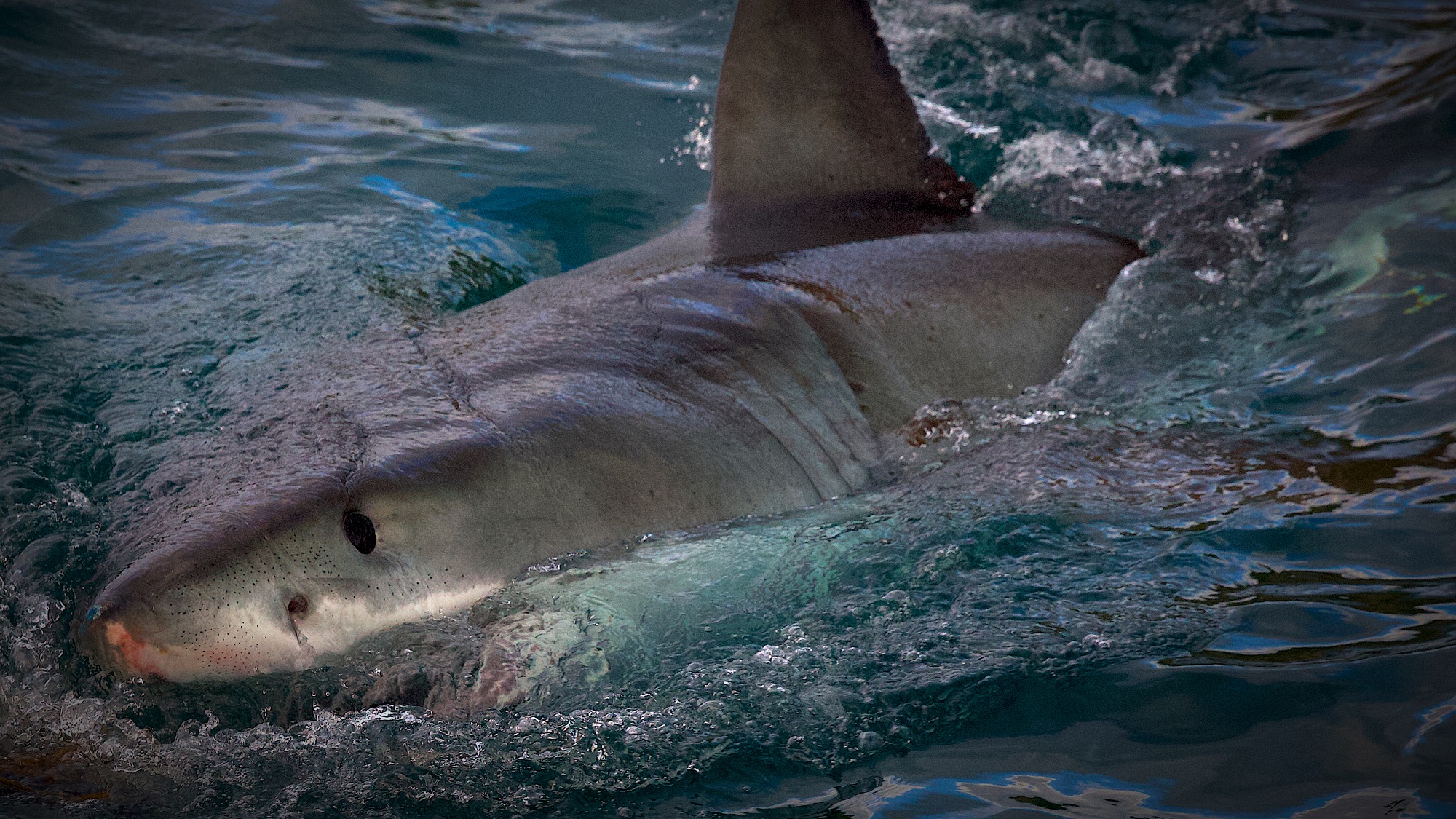 Return Of The Megashark - Discovery UK