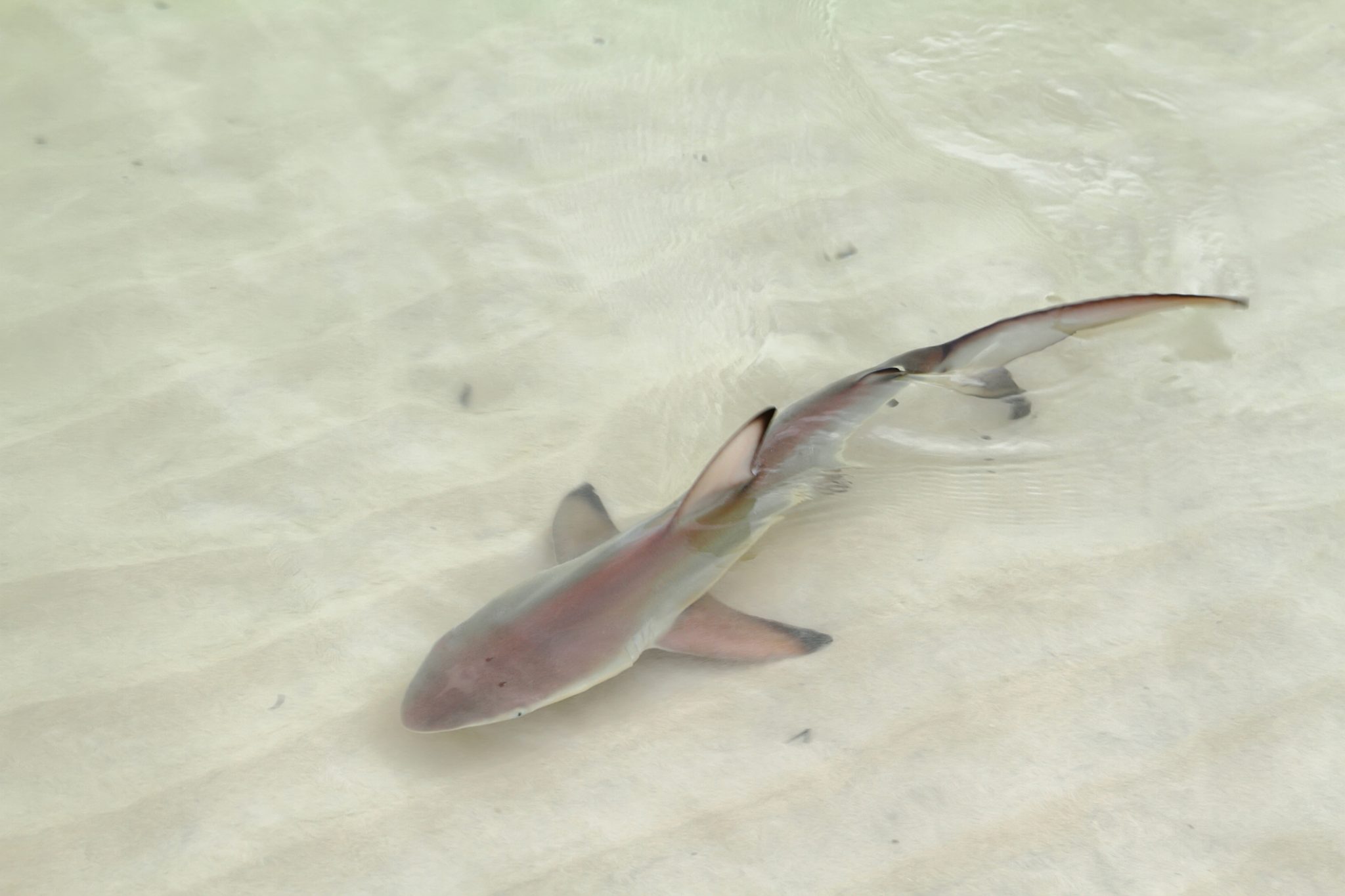 The Smallest Sharks In The World Small Shark Facts Discovery UK