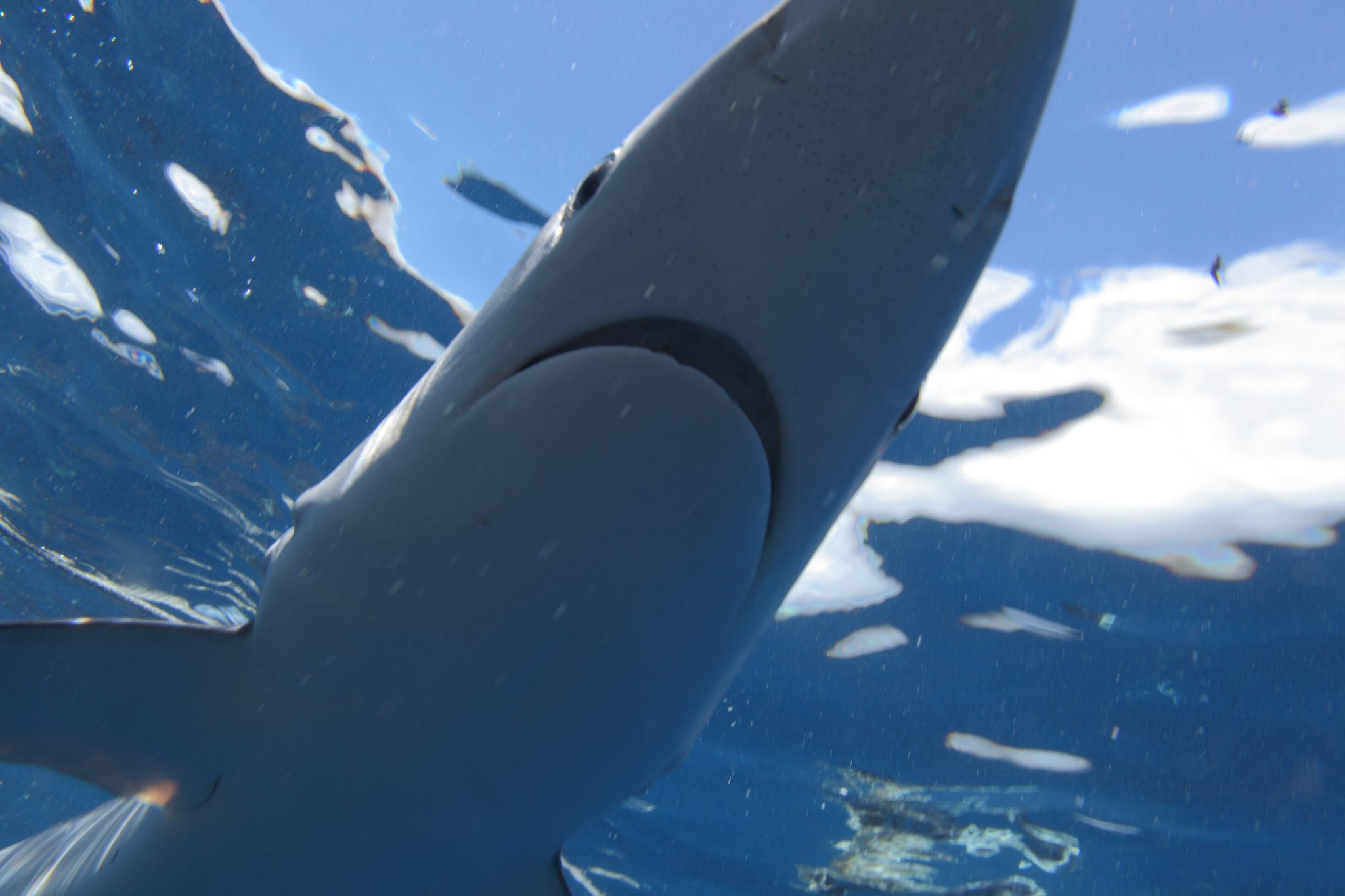 Blue Shark: Key Facts, Lifespan, Habitat and Information - Discovery UK