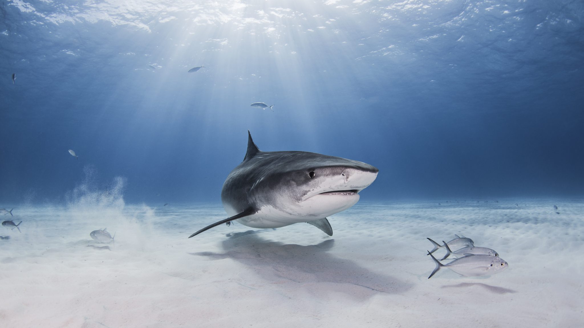 Do Sharks Have Bones Discovery UK do-sharks-have-bones-discovery-uk