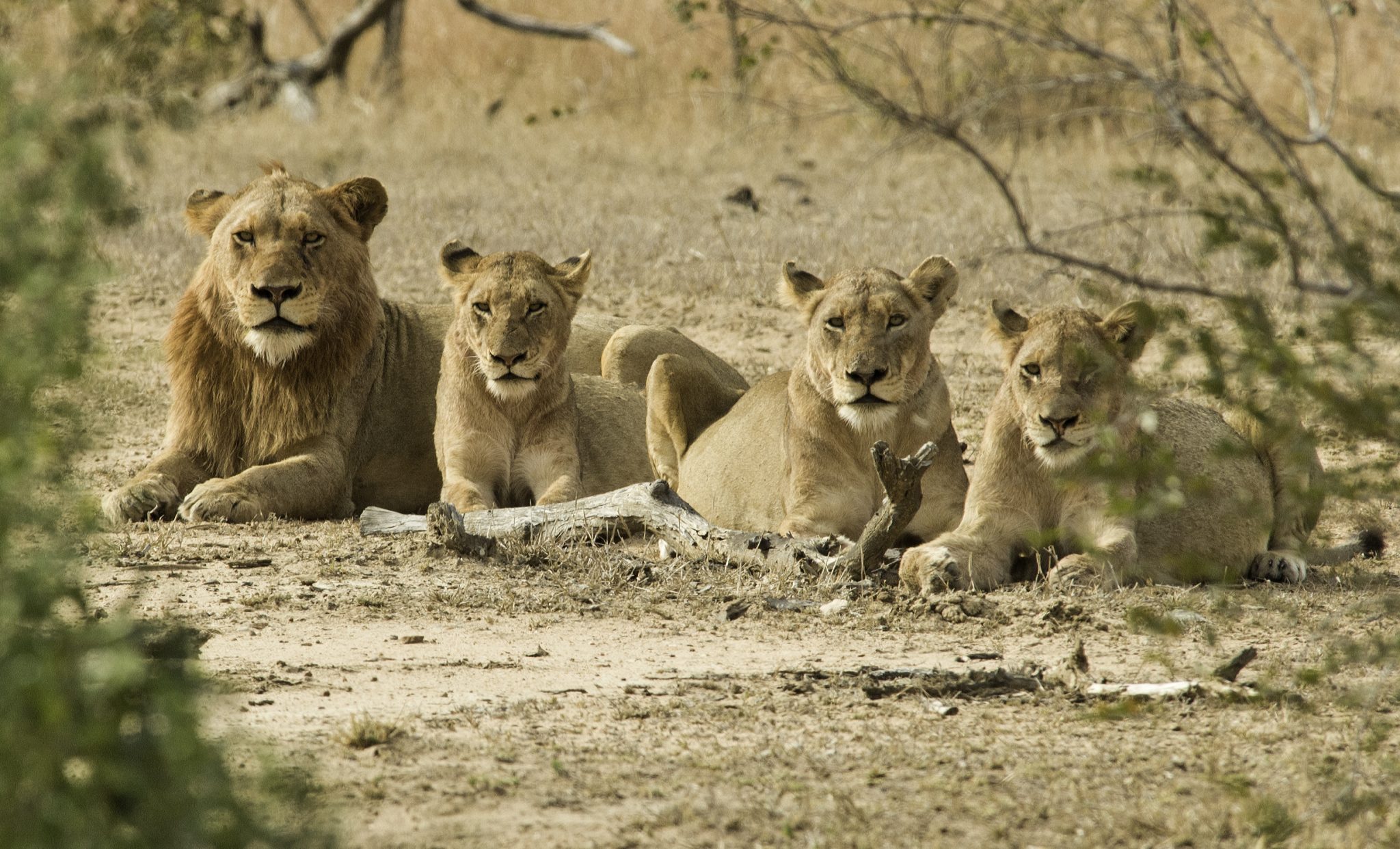 What Is A Group Of Lions Called Discovery UK
